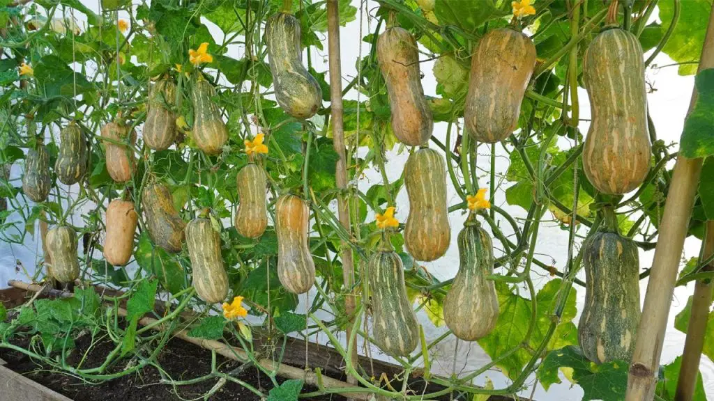 Try this pumpkin growing method now, it’s very effective for your ...