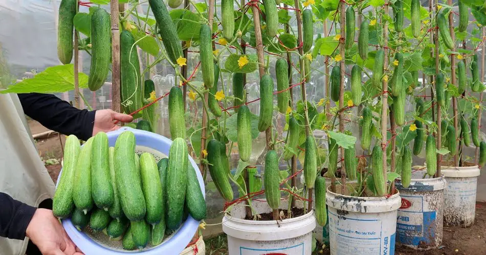 Tips for growing cucumbers with fish will give large & many fruits ...