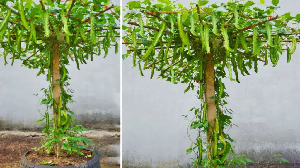 Recycle tires to grow dragon beans at home, lots of fruit and easy to ...