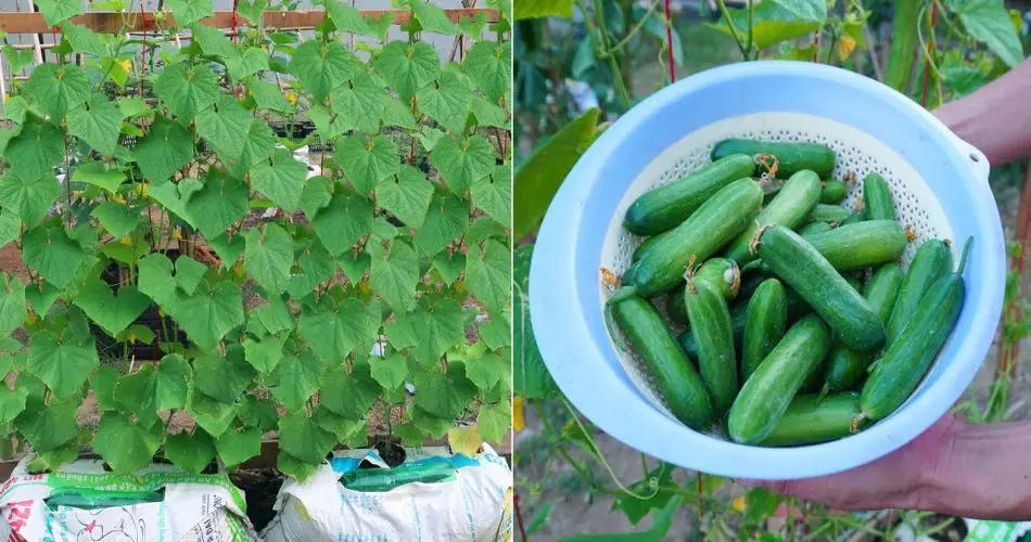 How Gardeners Grow Baby Cucumbers In Soil Bags Many Fruits Crispy