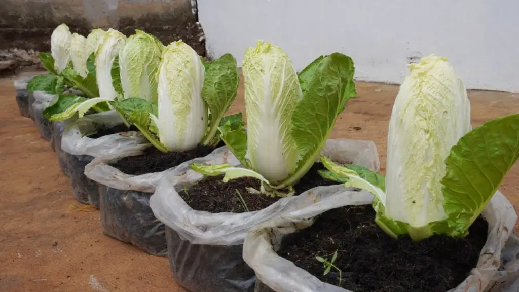New idea, growing napa cabbage in plastic bags, fast growing and easy ...