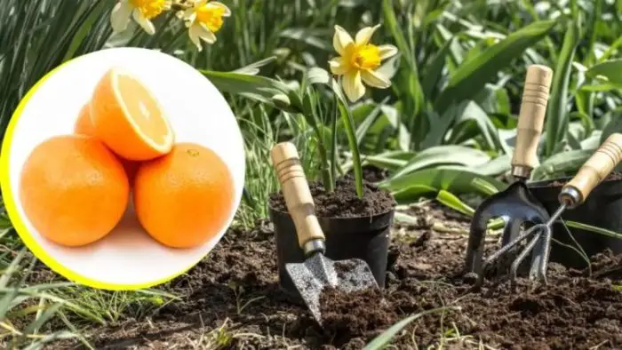How to make a powerful orange repellent to nourish your plants and ...