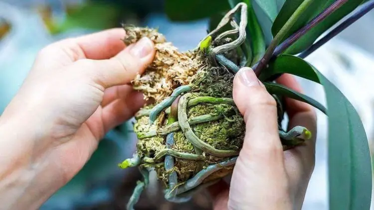 How to propagate orchids from flower stems? – Tipsin the Garden
