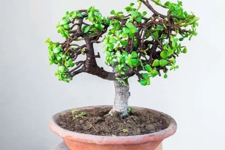 How to plant and care for the jade tree? Step-by-step instructions ...