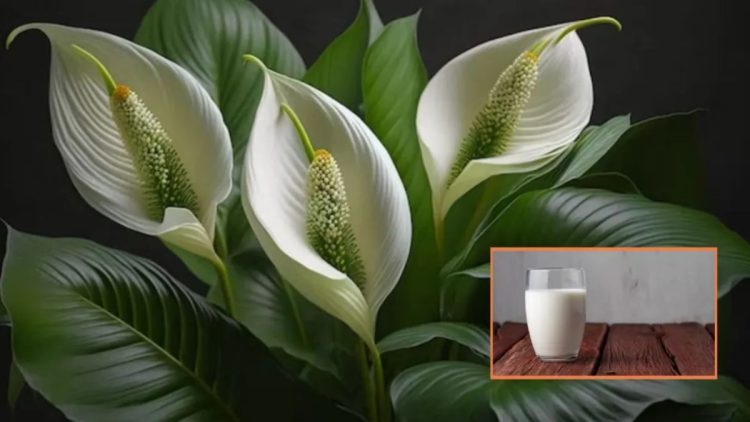 How to Care for a Moses Nativity Scene So It Blooms All Year Round ...