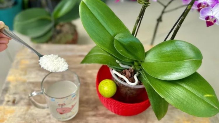 Rice water for watering orchids: Instructions for use – Tipsin the Garden
