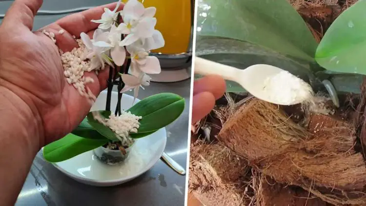 The 4 Ingredients with Which to Feed your Orchids so that they Flourish ...