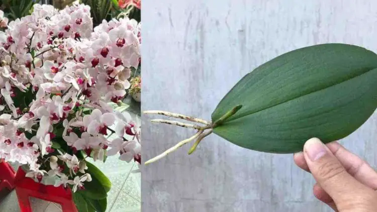Unlocking Orchid Multiplication: Endless Growth from a Single Leaf – Tipsin the Garden
