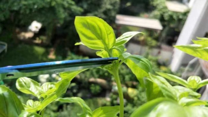 How to Plant Basil: Ideal Time, Location and Proper Care. – Tipsin the ...