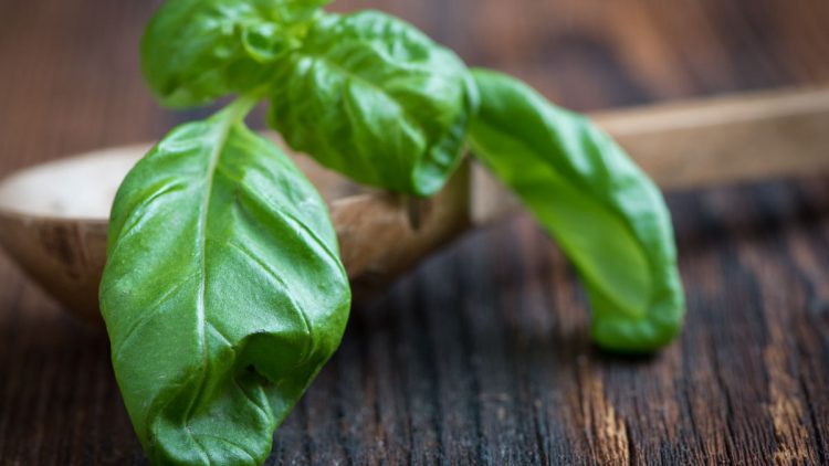 How to Store Fresh Basil – Simple Methods to Properly Store Fresh Basil ...