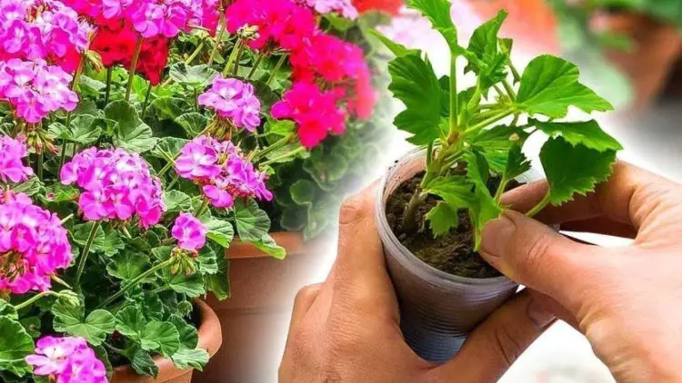How to grow geraniums from a stem? – Tipsin the Garden