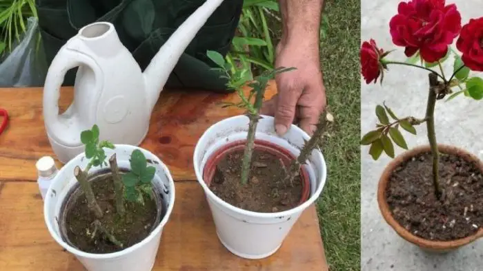 How to grow a rose bush from a stem? – Tipsin the Garden