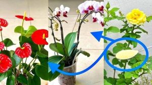 How To Make An Orchid Bloom Again Tipsin The Garden