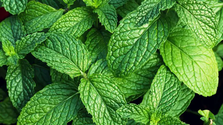 How to Dry Mint – Tip for Storing Mint – Tipsin the Garden