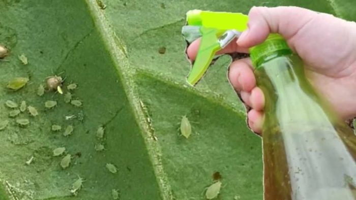 How to make your own insecticide? The step by step guide – Tipsin the ...