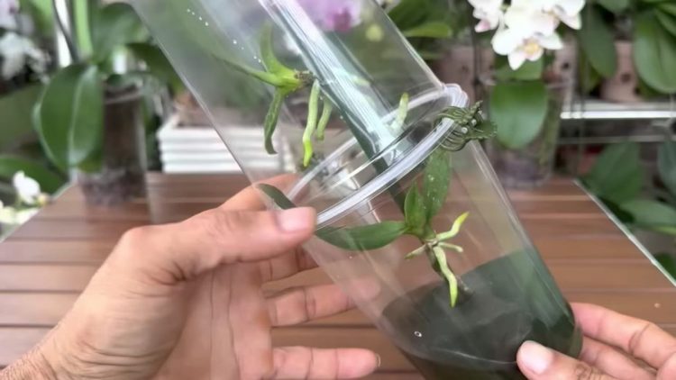 How to easily propagate an orchid? – Tipsin the Garden