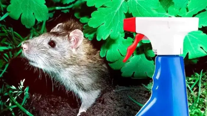 How to get rid of rats in the garden? – Tipsin the Garden