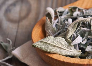 How to Dry Sage – Drying Herb Plants – Tipsin the Garden