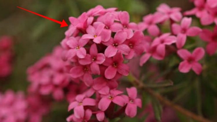 Daphne: Beautiful but Very Toxic Plant – How to Plant, Grow and Care ...