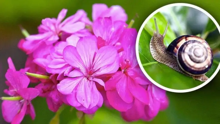 Snails and Slugs in the Garden: Fight against them without Chemicals ...