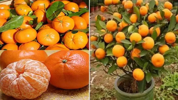Never Buy Tangerines Again: Learn How to Plant them to have Unlimited ...