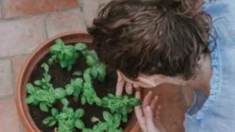 Sowing Basil – When and How to Plant Basil – Tipsin the Garden