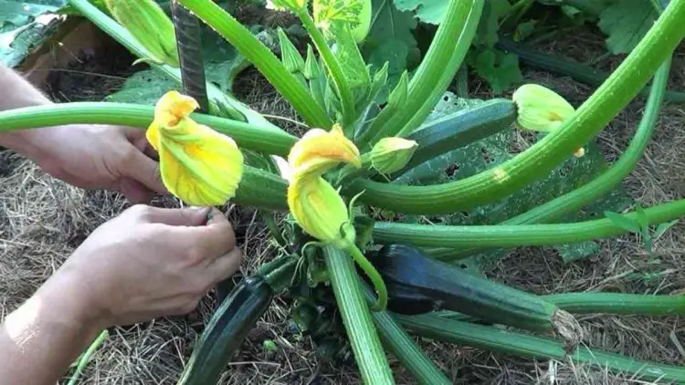 Bountiful Harvest Awaits: The Foolproof Method for Pruning Zucchini ...