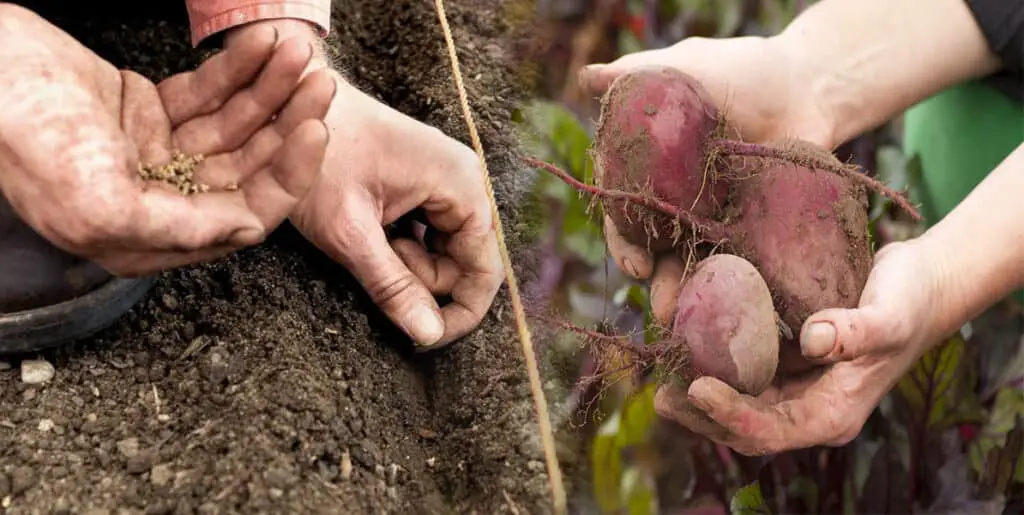 5 Main secrets of growing beets. From sowing to harvesting – Tipsin the ...