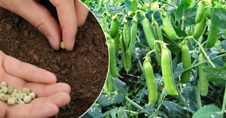 We Grow Peas: When and how to sow correctly, so that it bears ...