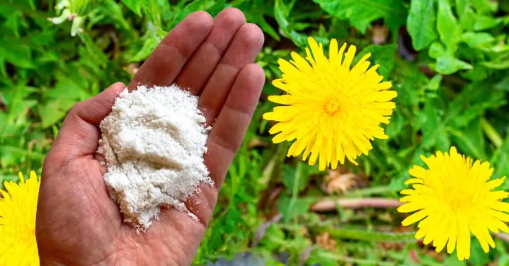 How to Get Rid of Dandelions in Your Garden. An Effective Way to Remove ...