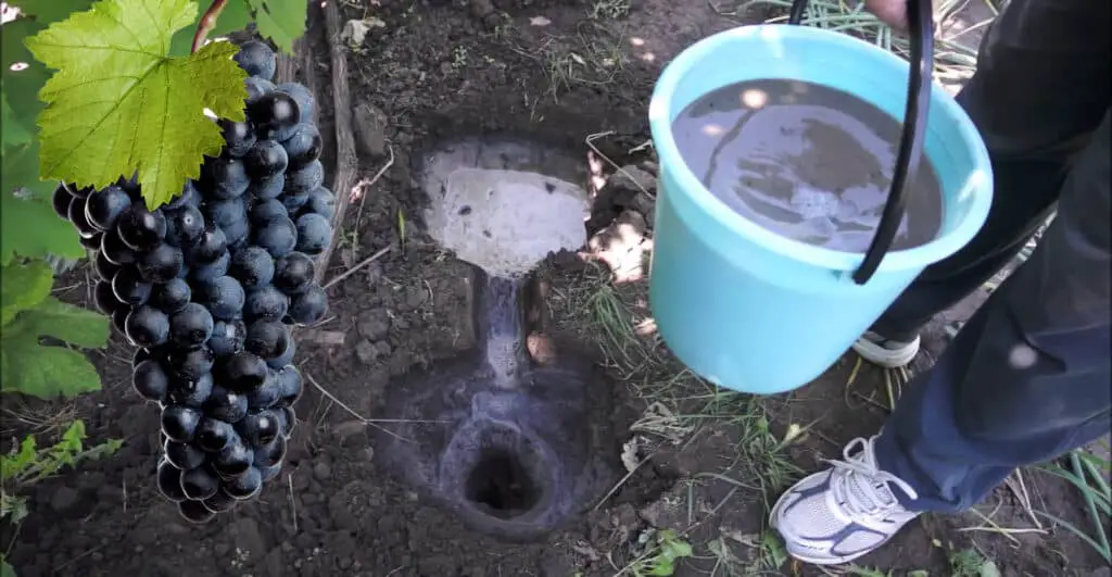 Fertilizing grapes in spring: What fertilizer should be applied for a ...