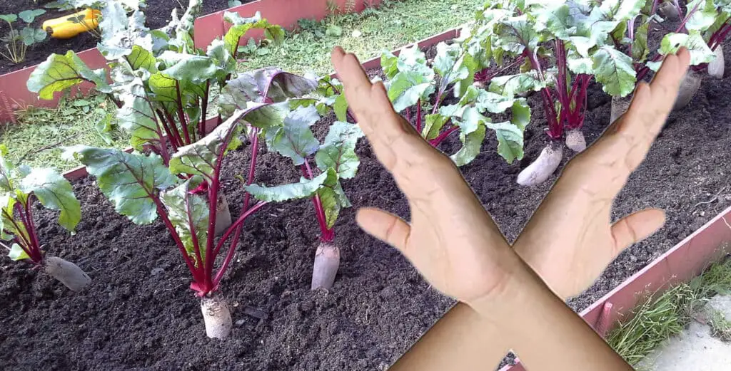 Optimal Crop Rotation for Beetroot: Essential Tips for Spring Planting ...