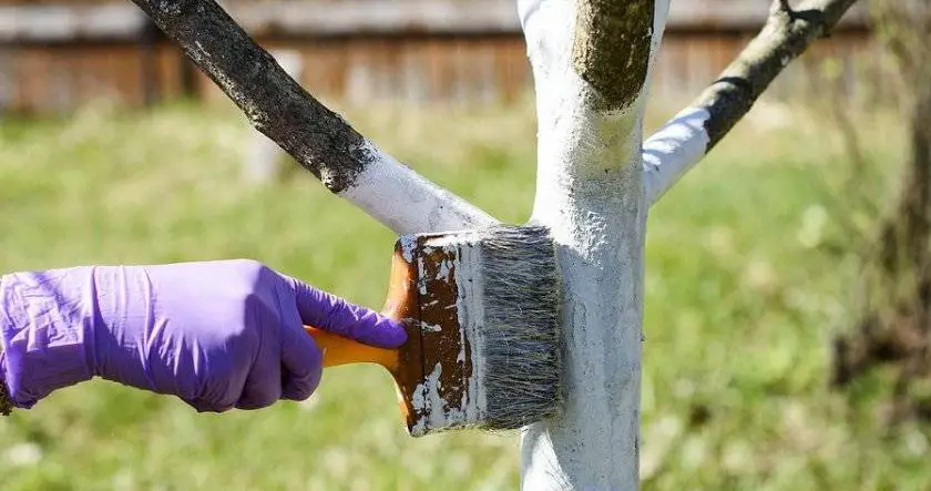 Spring Whitewashing of Fruit Trees: Proper Technique and Solutions ...