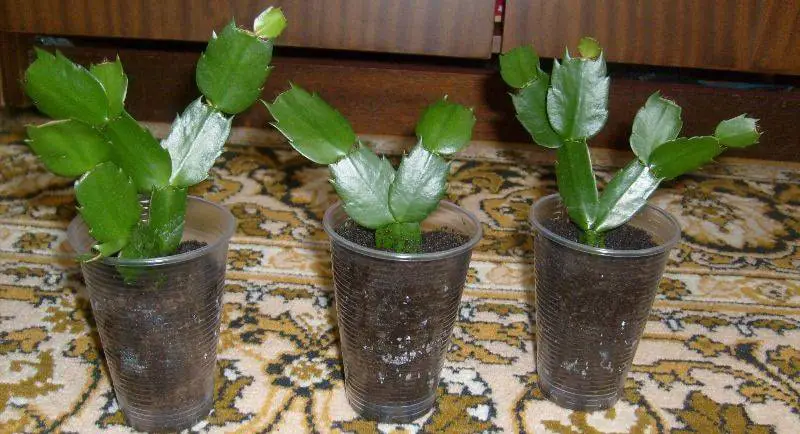 Propagation of Decembrist by segments: How to do it correctly so that ...