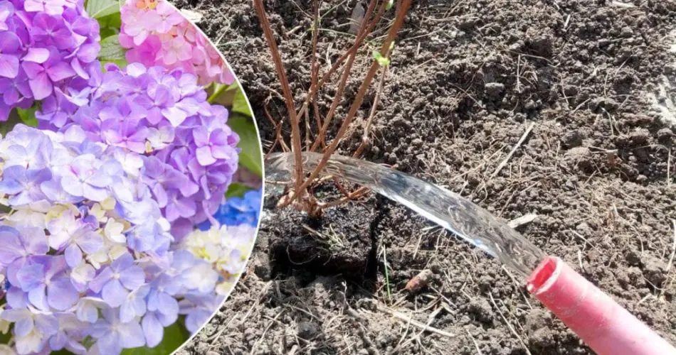 How to feed hydrangea in the spring with these recipes – Tipsin the Garden
