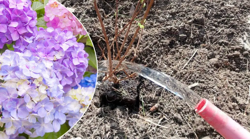 How to feed hydrangea in the spring with these recipes – Tipsin the Garden