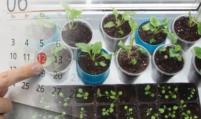 March Sowing Calendar: Planting for a Bountiful Harvest – Tipsin the Garden