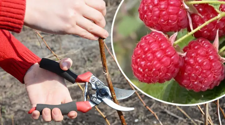 Properly Pruning Raspberries in Spring for Healthy Growth and Bountiful ...