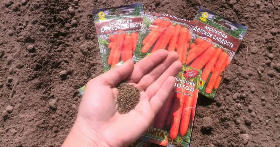 Top Three High-Yield Carrot Varieties for Guaranteed Success – Tipsin ...