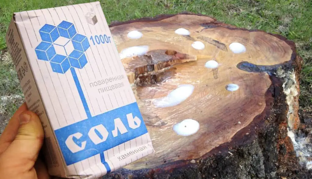 How to get rid of a tree stump in your yard with the help of salt ...