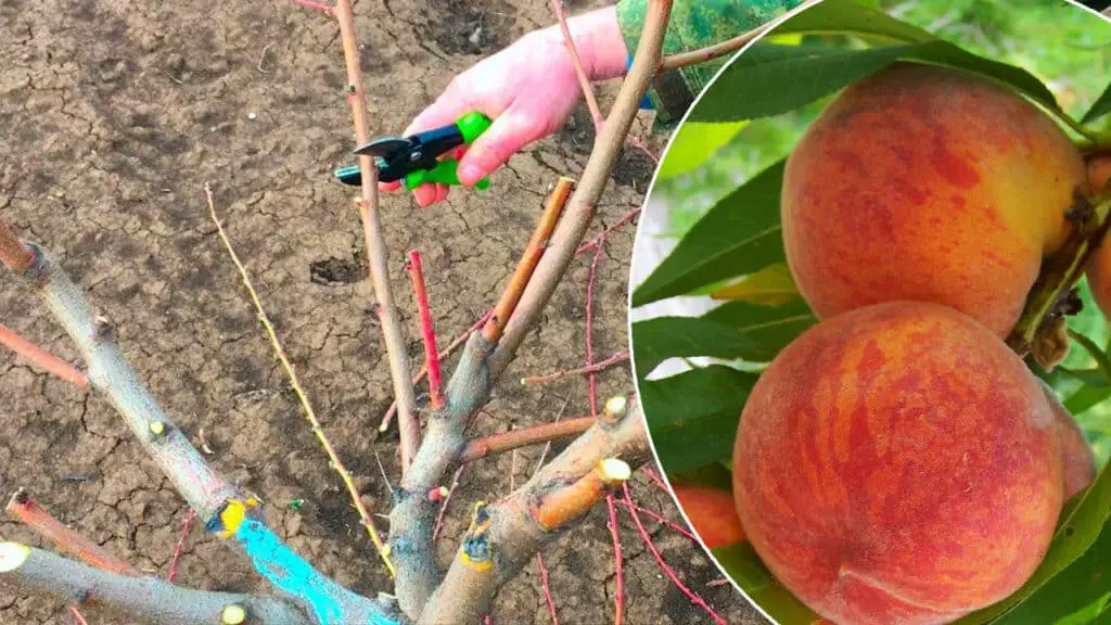 Basic Rules for Pruning Peach Trees in Spring – Tipsin the Garden