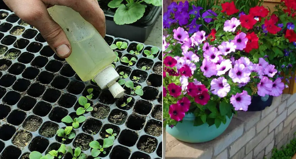 Growing Petunia Seedlings at Home: Step-by-Step Guide with Tips ...