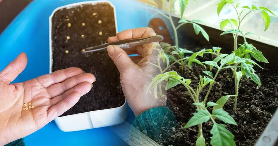 Optimizing Tomato Seedling Growth: Timing and Techniques – Tipsin the ...