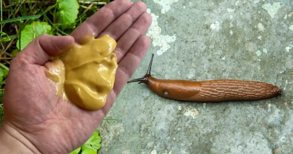 Fighting slugs in the garden and vegetable garden: Effective methods ...