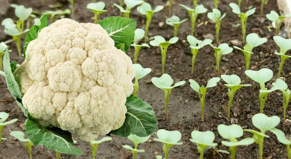 Tips for Successful Cauliflower Seedling Growth – Tipsin the Garden