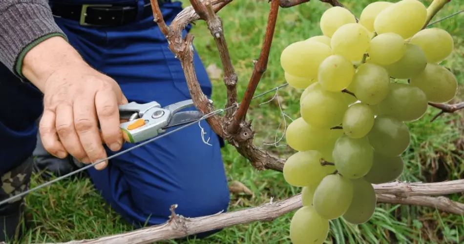 Unlocking the Grape’s Potential: Pruning Tips for Abundant and Sweet ...
