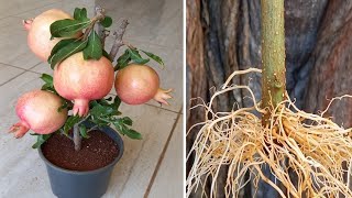 I Planted a Pomegranate Pen and This is the Result – Tipsin the Garden