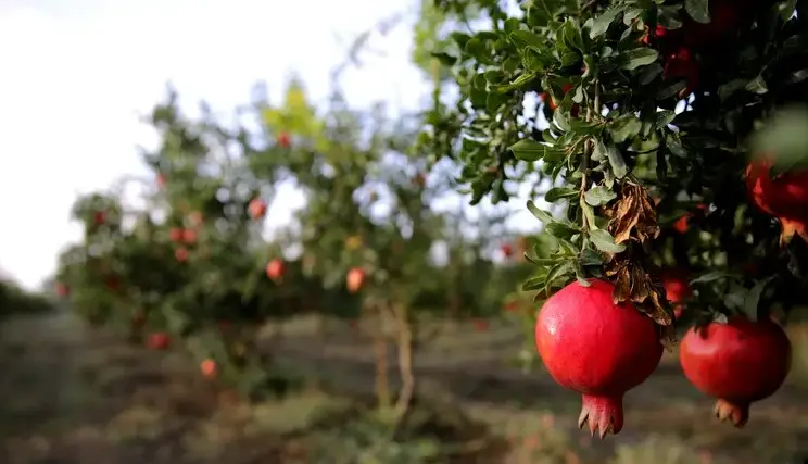 Best Fruit Trees to Plant in Clay Soil and How to Plant Them – Tipsin ...