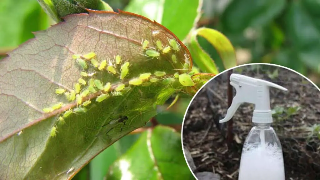 Effective Recipes for Soapy Solutions to Combat Aphids: A Gardener’s ...