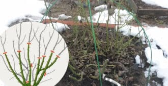 Mastering Winter Rose Pruning: Insights from a Seasoned Gardener ...